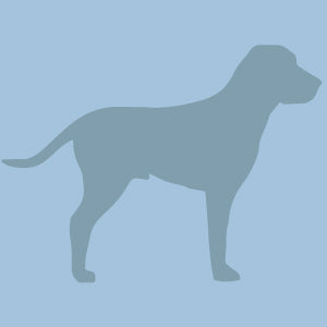 Dog Beds – Victory Pet Products