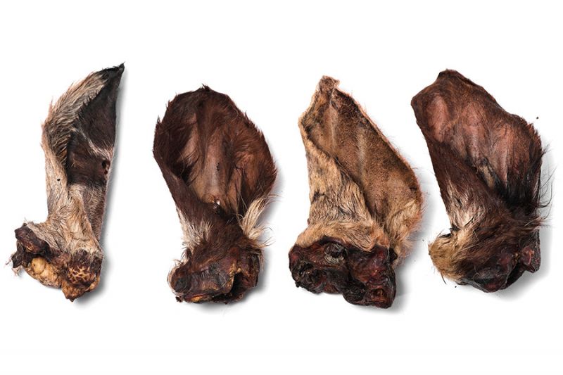 Beef Ear with Hair x 10 – Victory Pet Products
